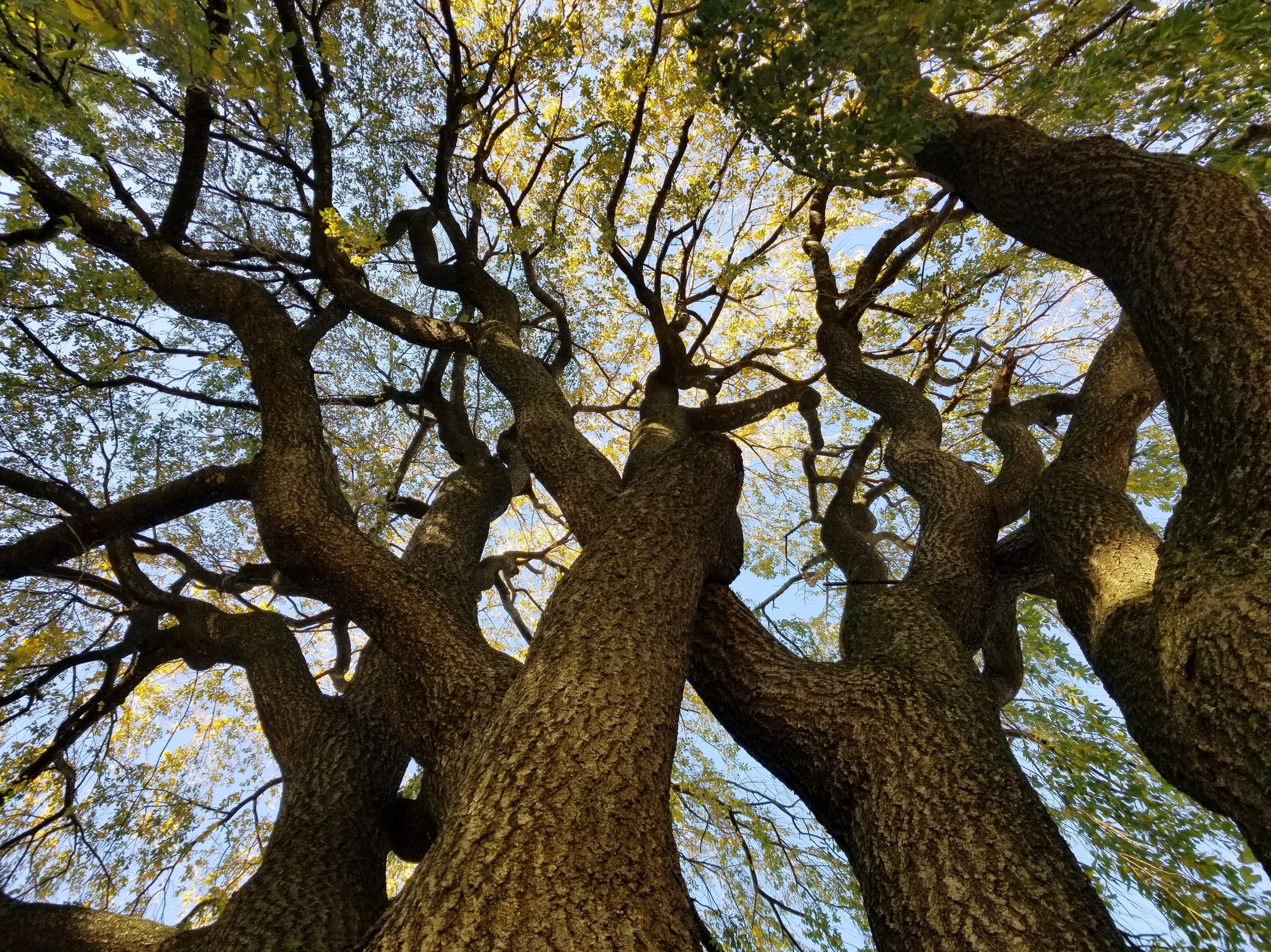 Bolder Quality Tree Care - Tree Services, Arborist, Tree Pruning