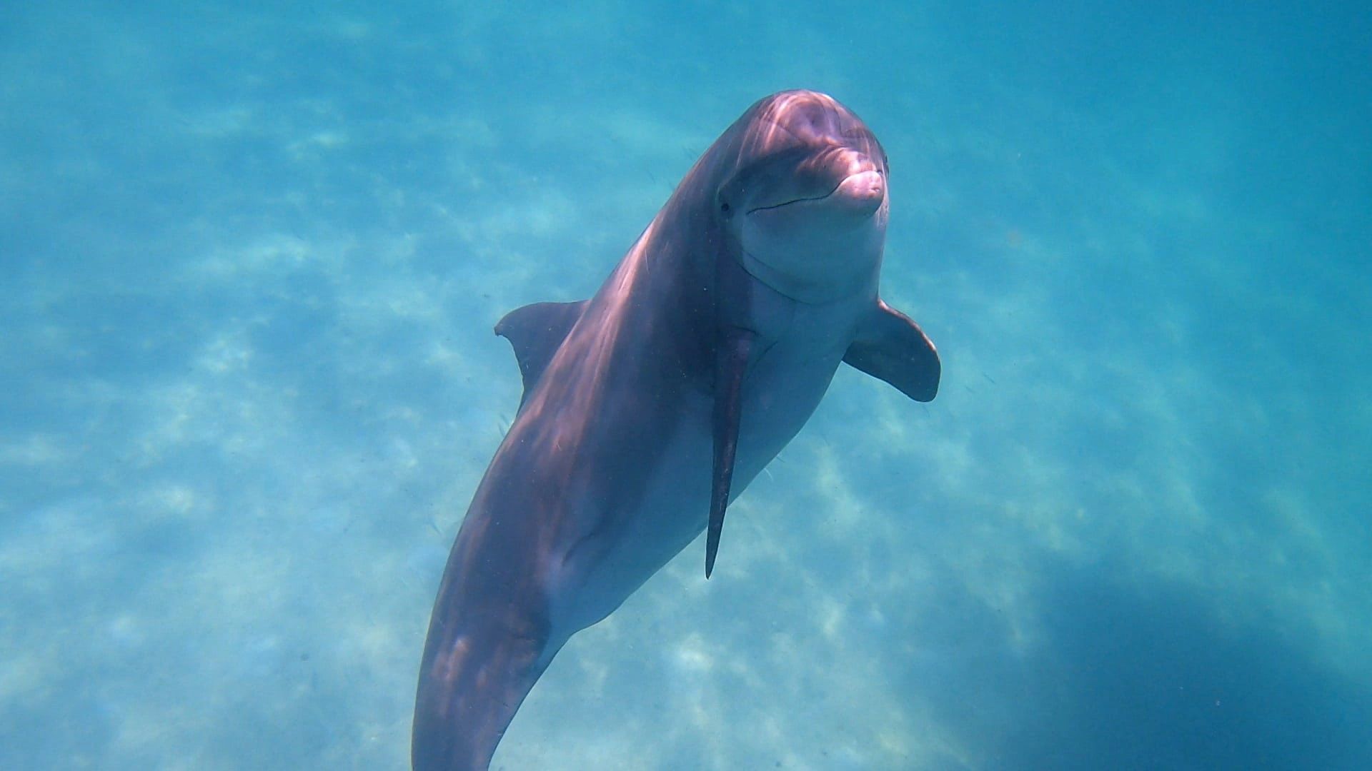 Best Dolphin Cruise Near Me - Shell Island Dolphin Tours
