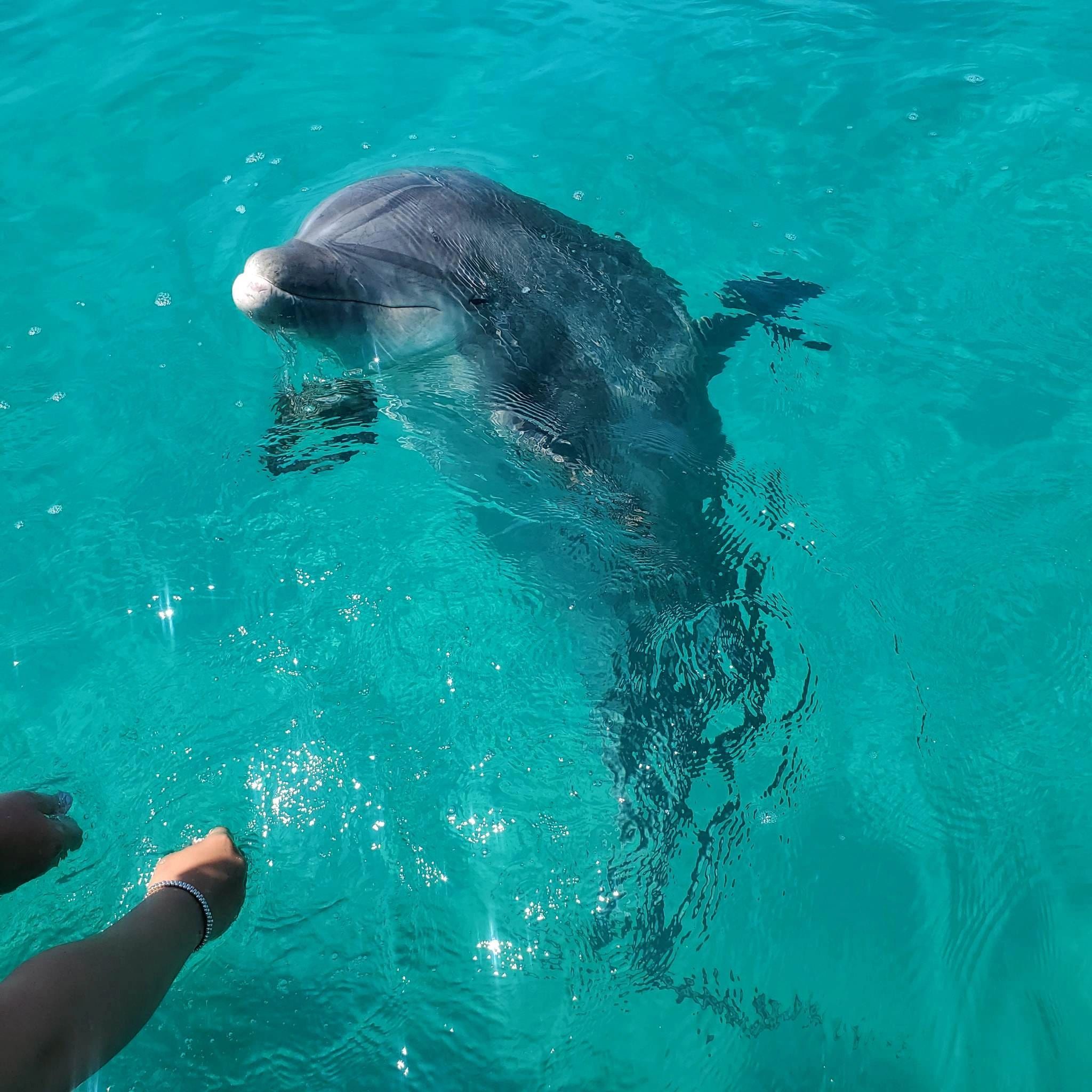Best Dolphin Cruise Near Me - Shell Island Dolphin Tours