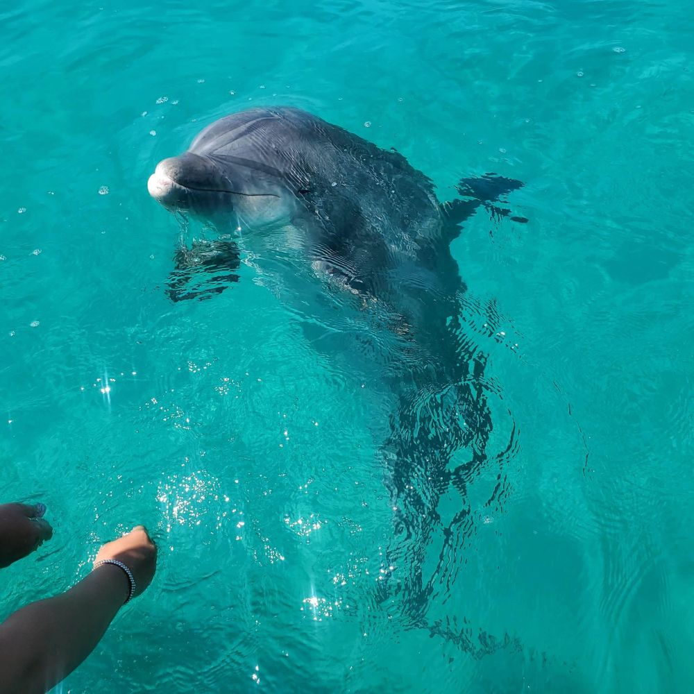 Best Dolphin Cruise Near Me - Shell Island Dolphin Tours