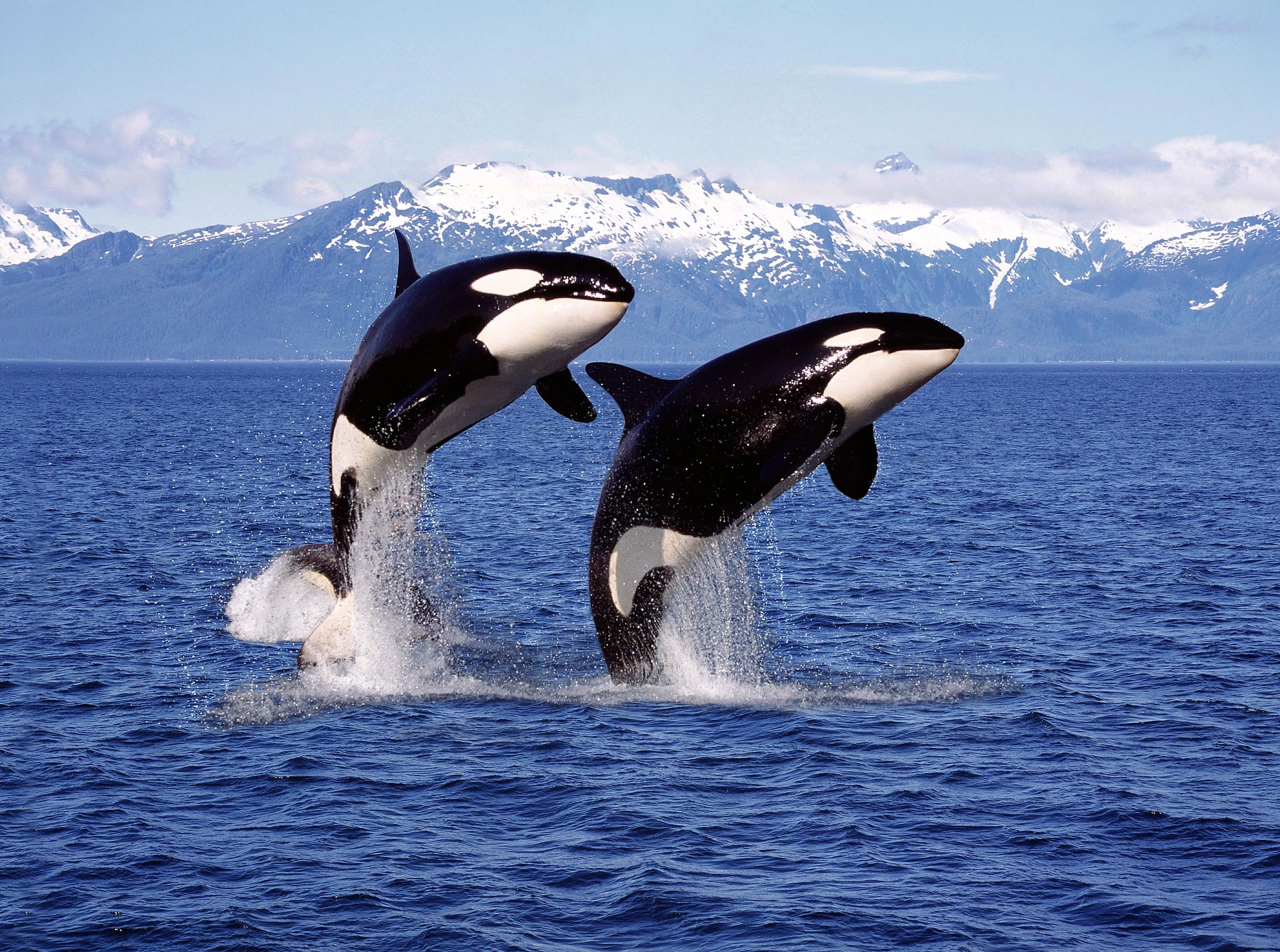 Orca Tile and Stone - Tile Project, Custom Ceramic Tile, Tile Installers