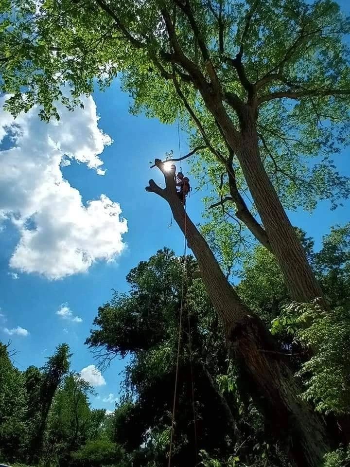 Cut Them Down