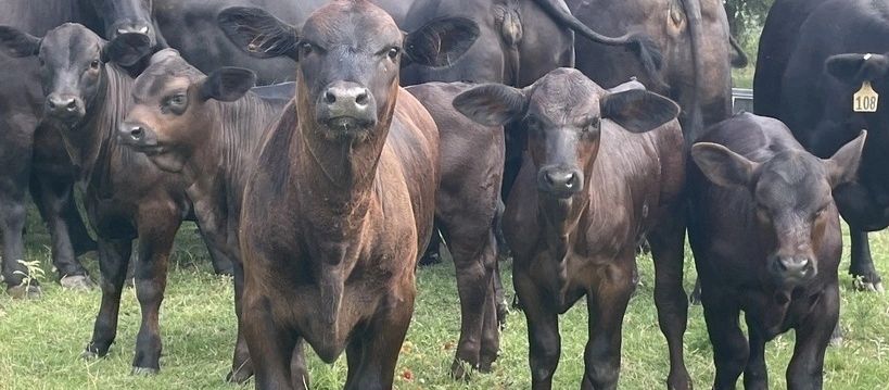 High-Quality Beef Cattle for Sale