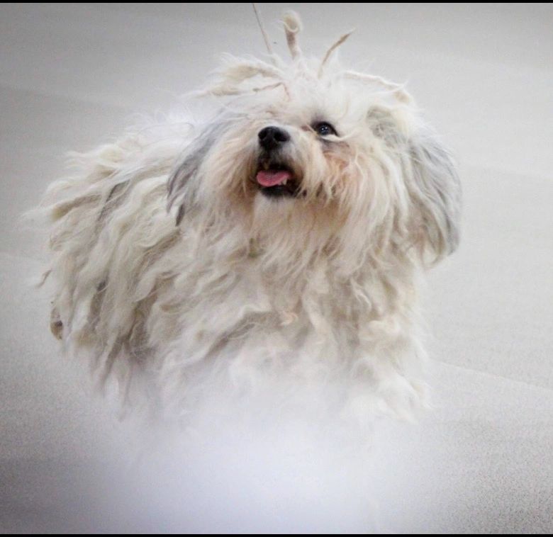 Schnese Puppies | winsomestarhavanese