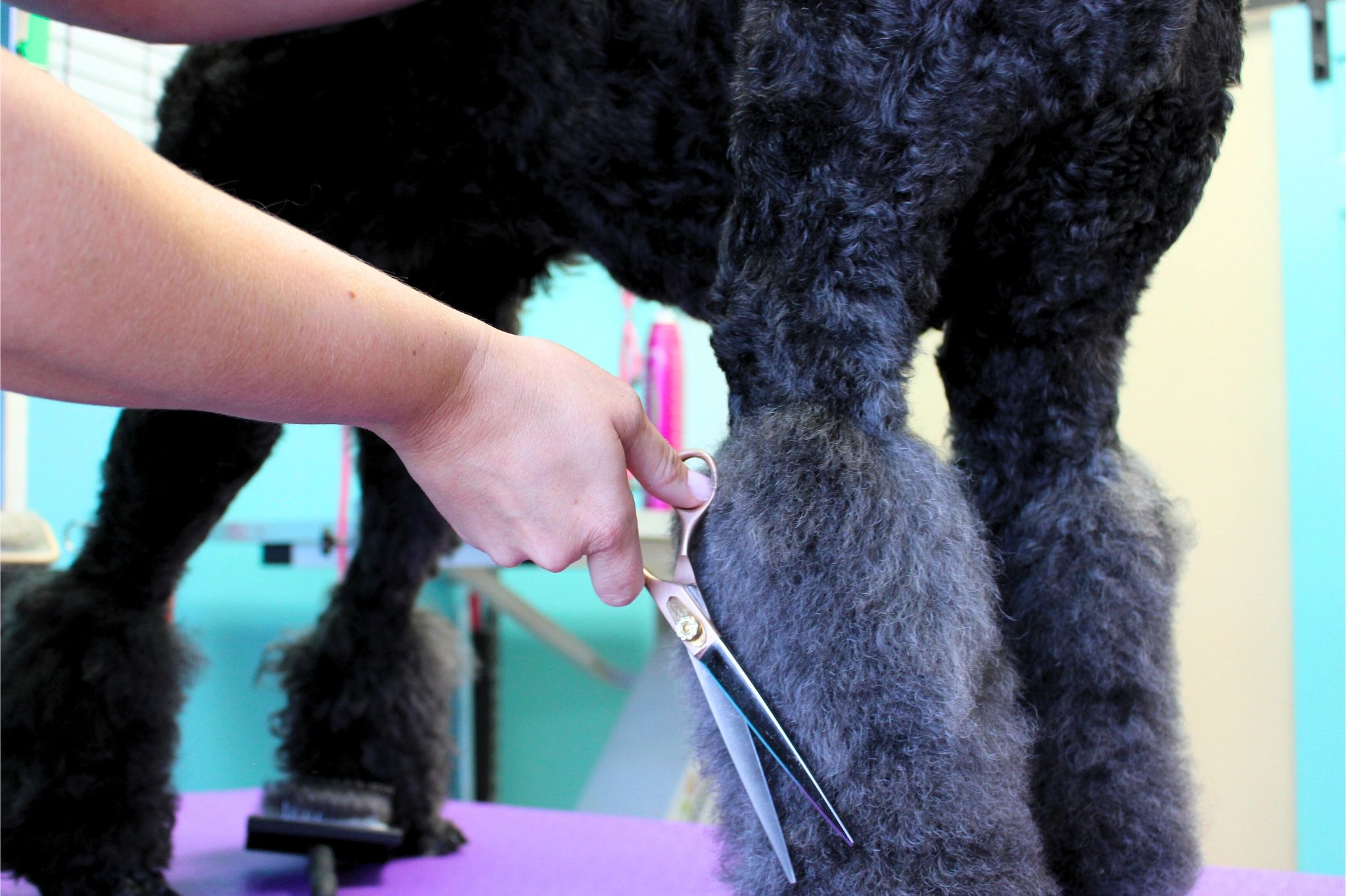 Grooming in Peachtree Corners - Allie's Pampered Paws