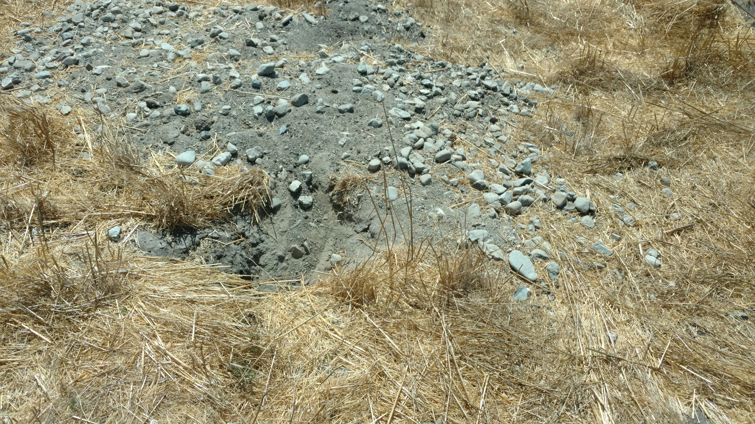 Rodents and Septic Systems