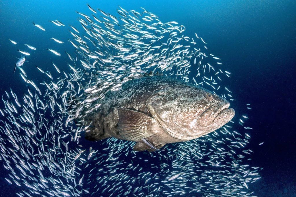 Endangered Species: Goliath Grouper