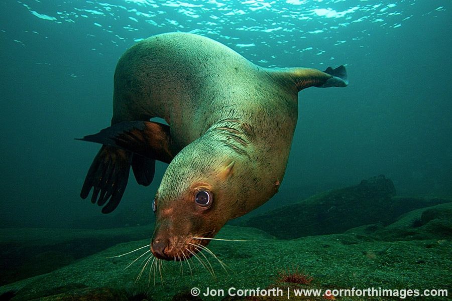 Endangered Species: Steller Sea Lion