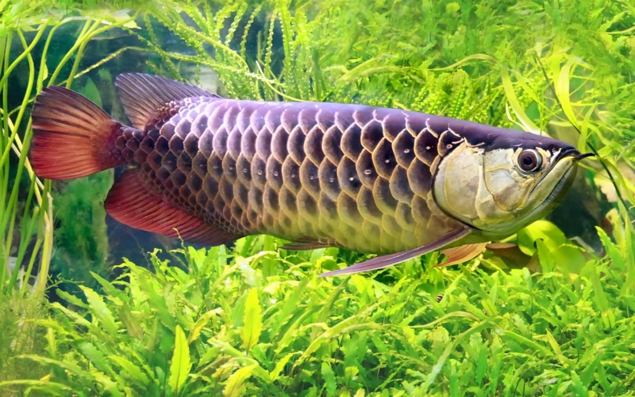 Endangered Species: Asian Arowana