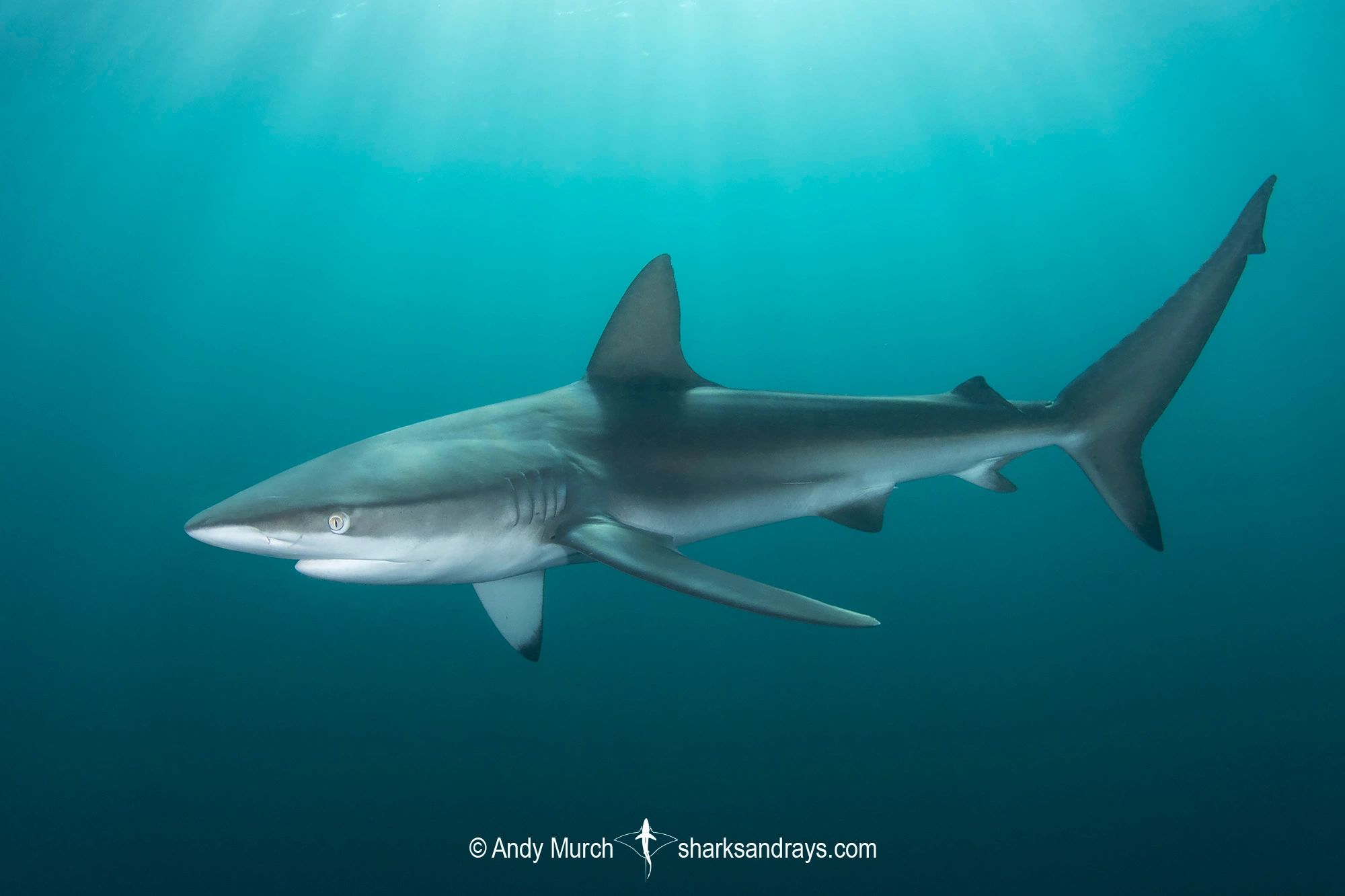 Endangered Species: Dusky Shark