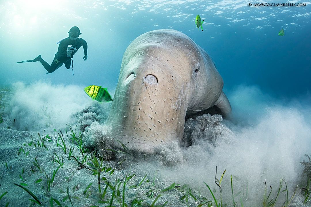 Endangered Species: Dugongs
