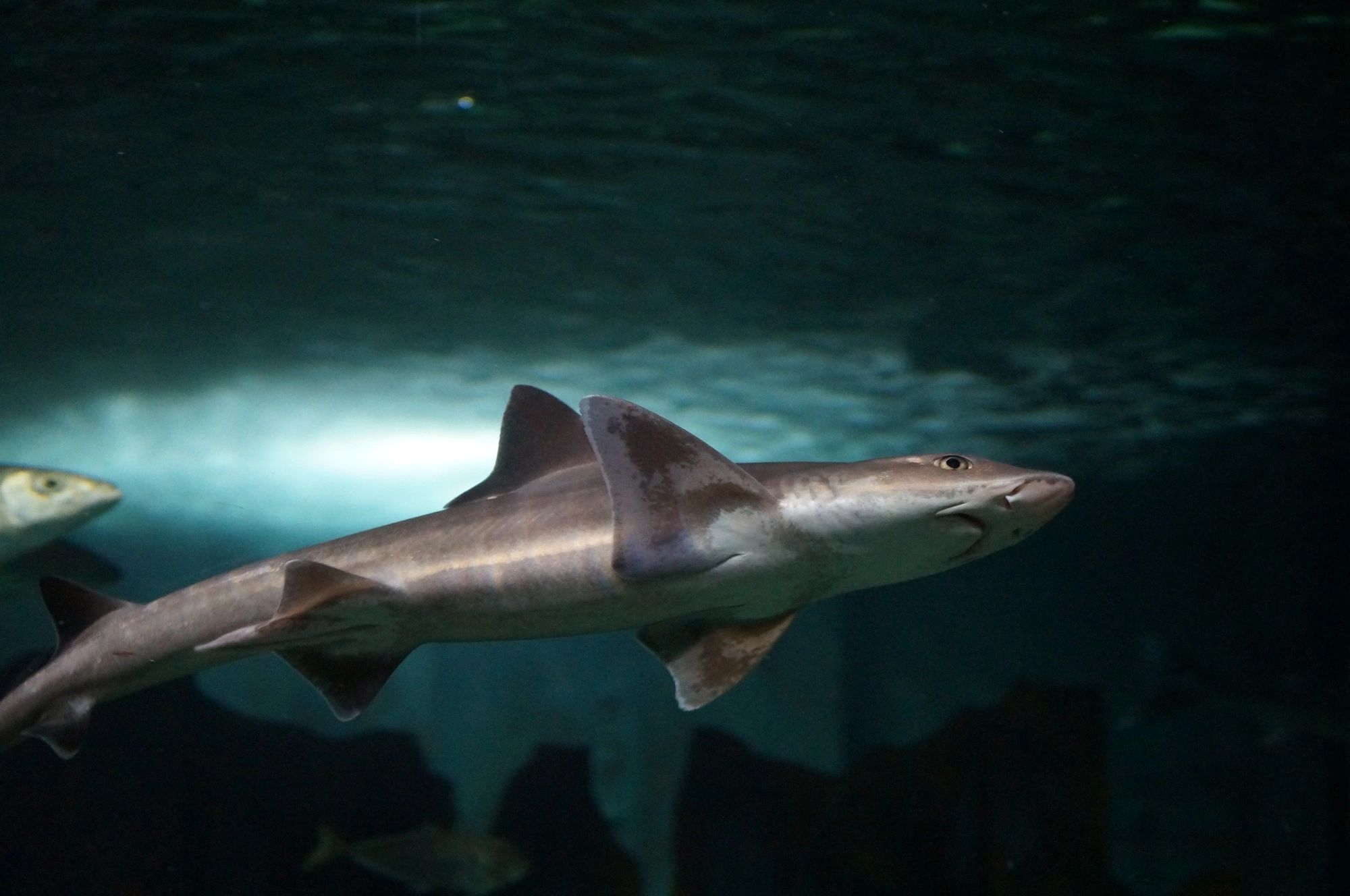 Endangered Species: Striped Smoothhound Shark