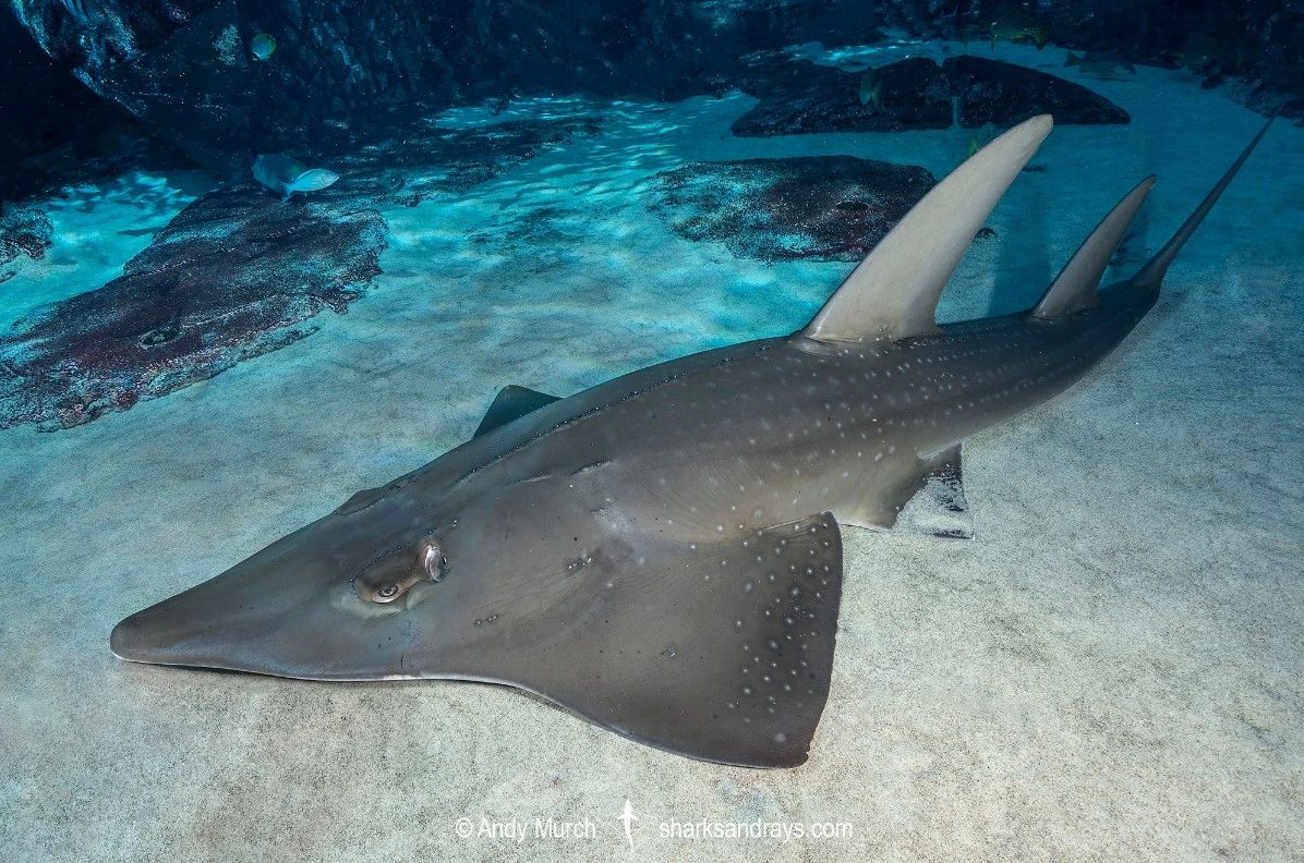 Endangered Species: Whitespotted Wedgefish