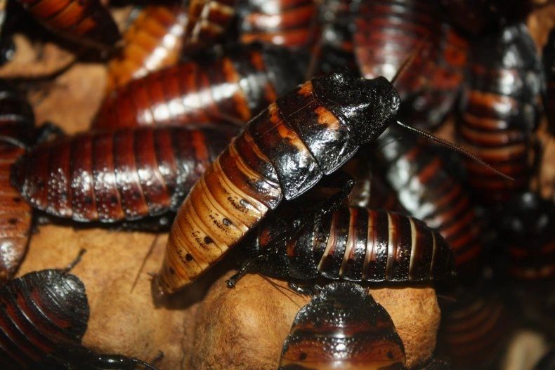 Madagascar Hissing Cockroach Nymphs (Small)