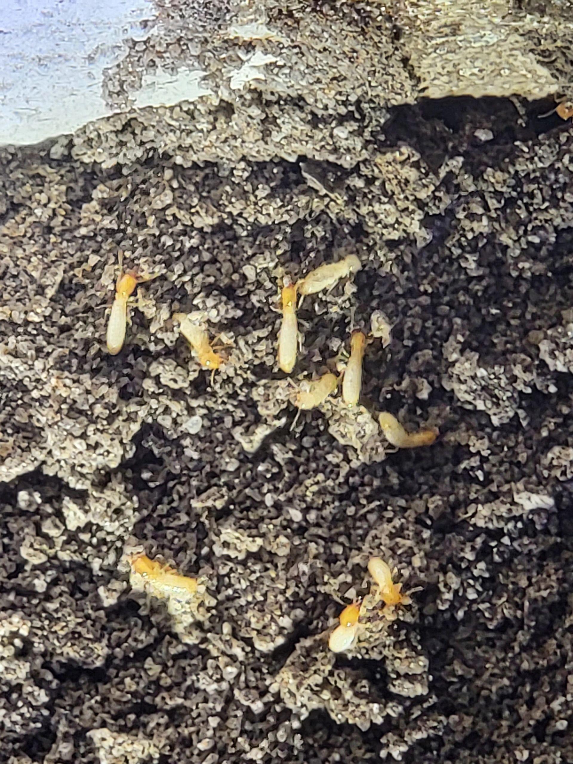 Rhino Pest Management