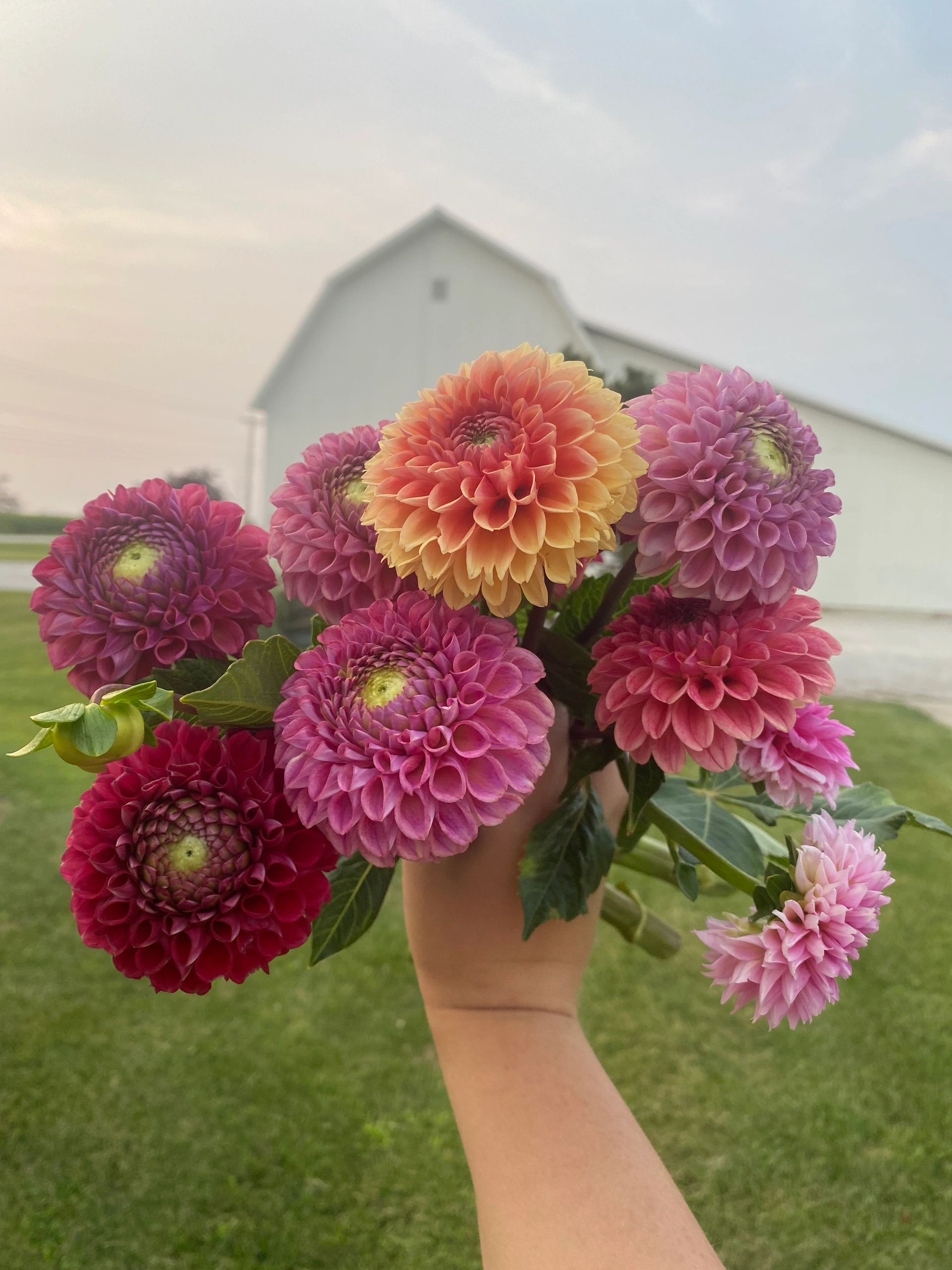 White Barn Flower Farm