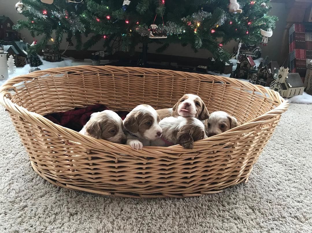 PEKIGNESE PUPPIES | KUSA Approved Kennels