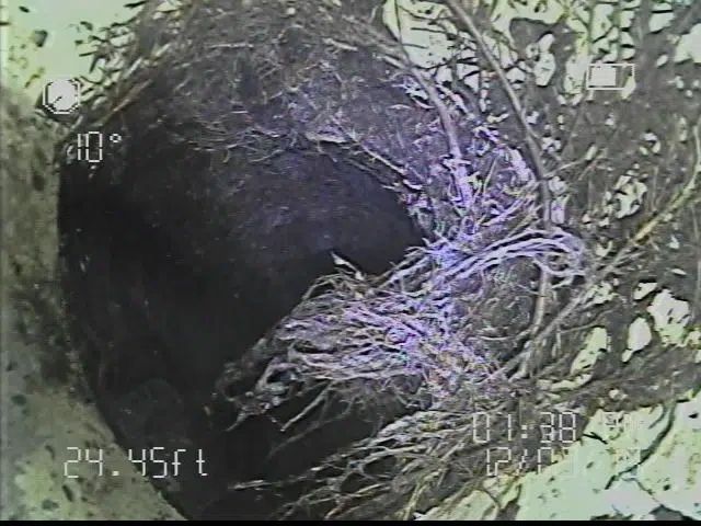 Drain/Sewer Scope Inspection with VIDEO!