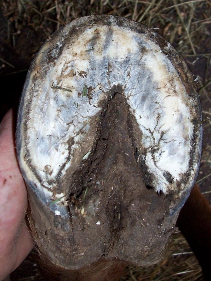 TREATING WHITELINE DISEASE(or SEEDY TOE or THRUSH or FUNGUS)