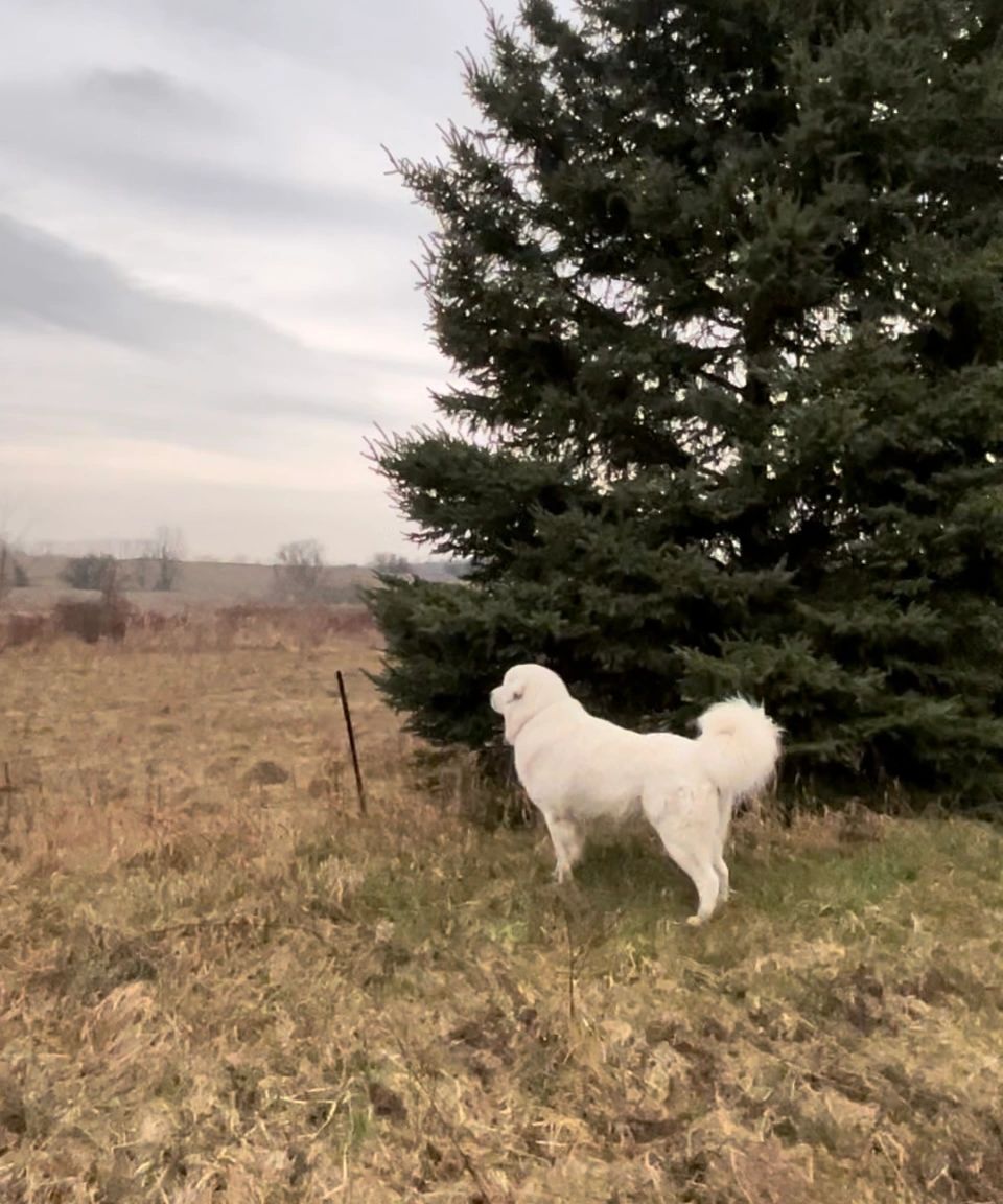 Tatra Dogs: The Ultimate Farm Dog for Your Needs