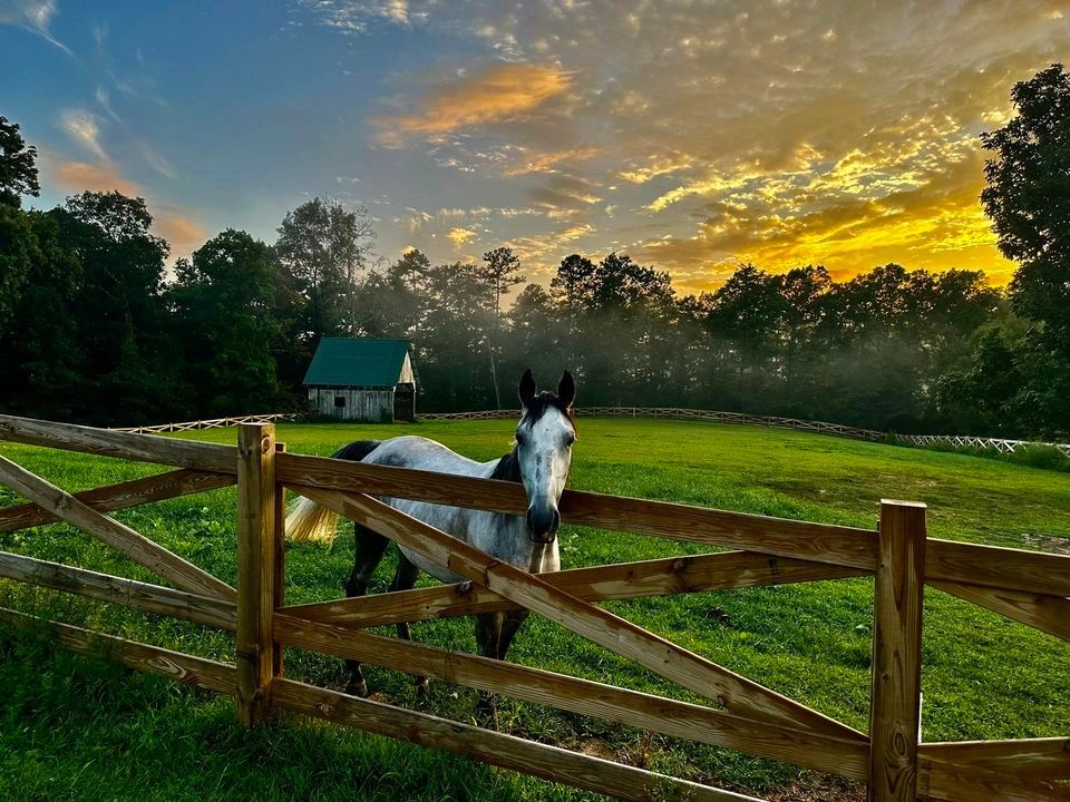 Maple Branch Stables
