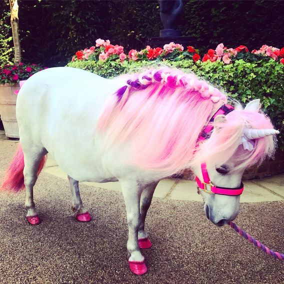 My Little Unicorn - Unicorn Hire, Pony Rides, Kids Parties