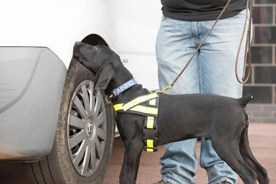 UK Sniffer Dogs Scentwork | K9 Klass