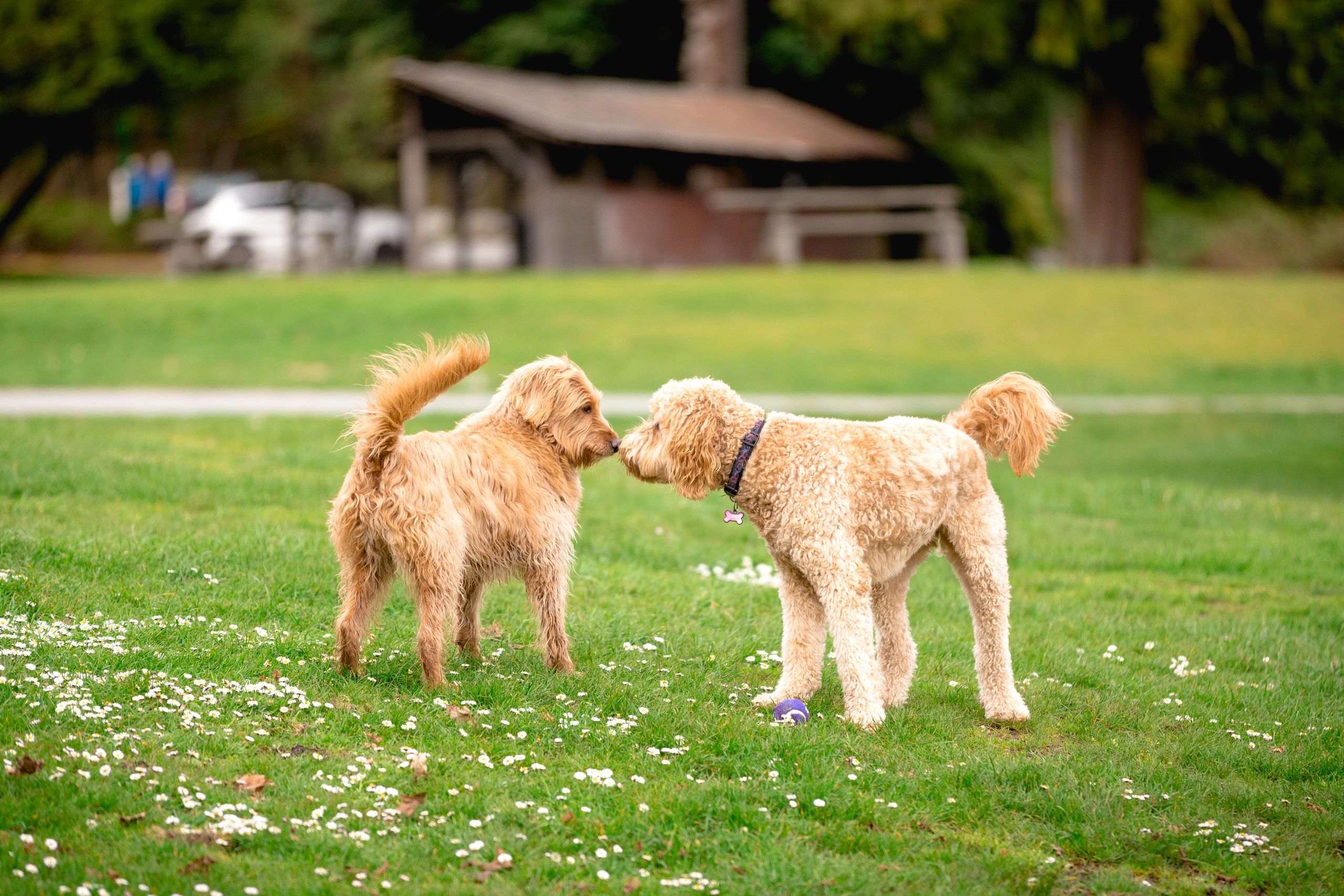 understanding-dogs-body-language-basics