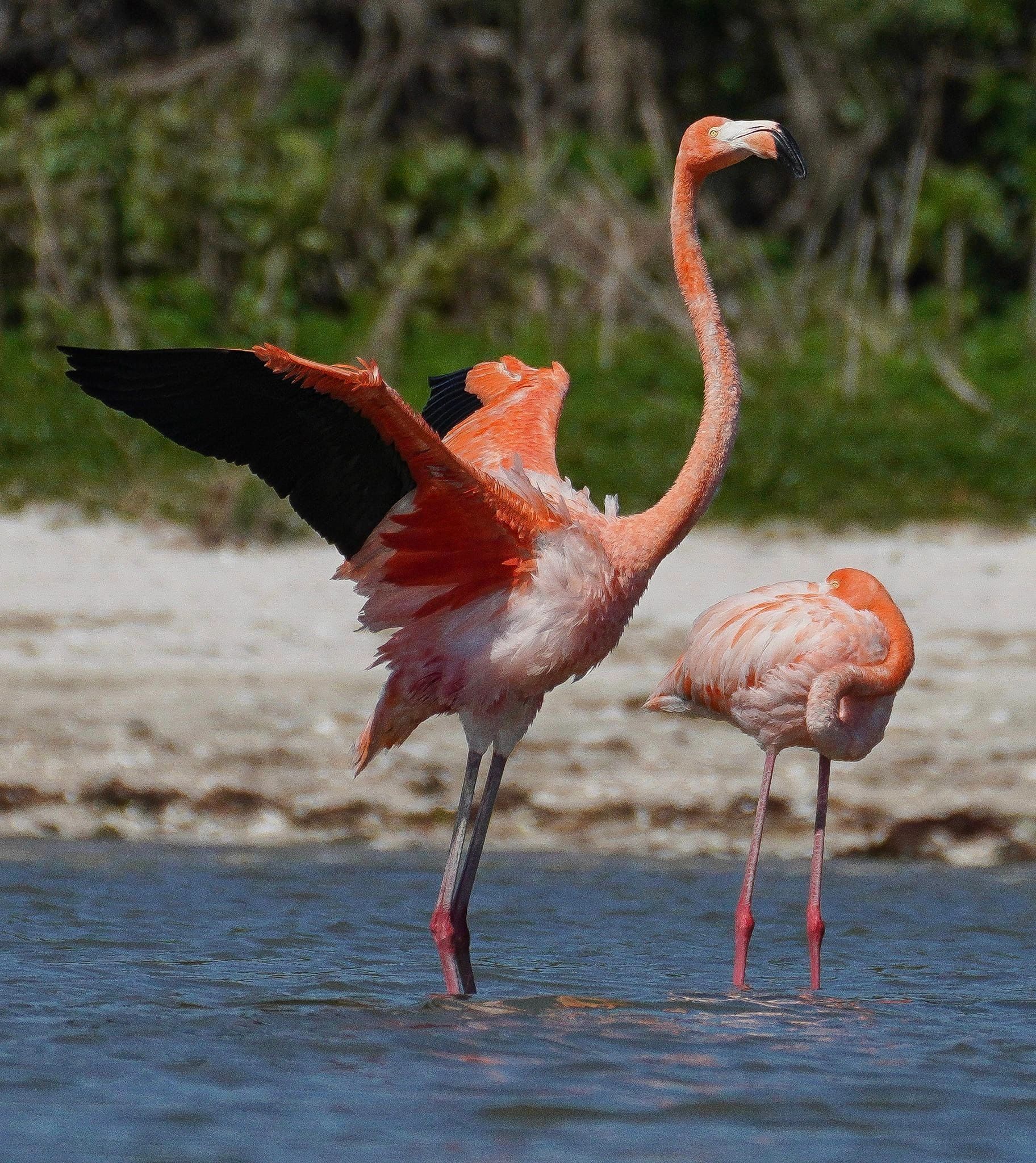 Tour Spotlight: Bird Island Photography Kayak Tours