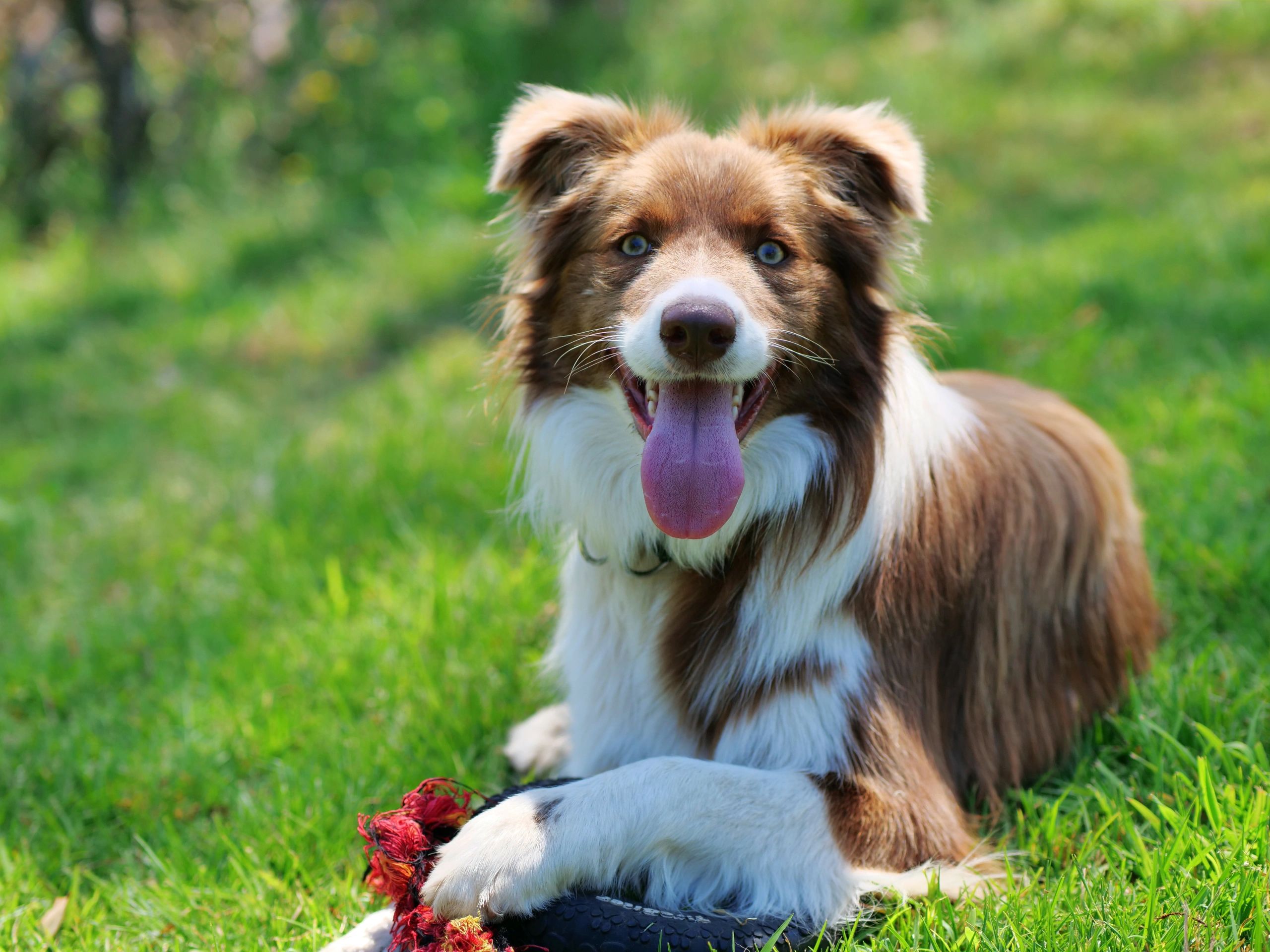 Heeling Hounds - Dog Training, Force-Free, Positive Training