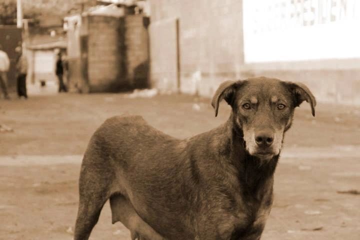 Home [peoplesavinganimals.org]