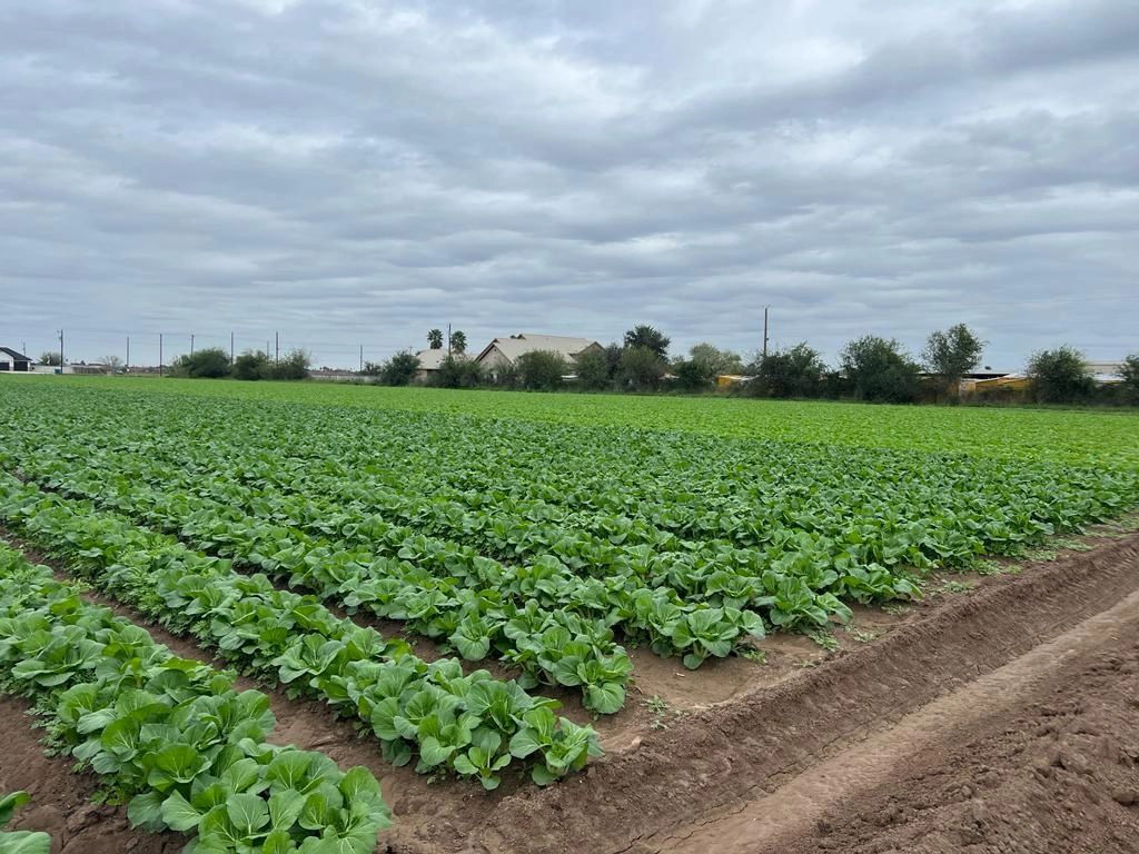 KB Farm - Your Trusted Source for Wholesale Produce