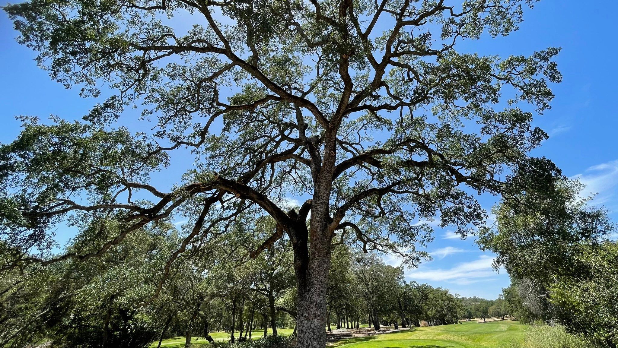 Certified Arborist | Professional Tree Care Services