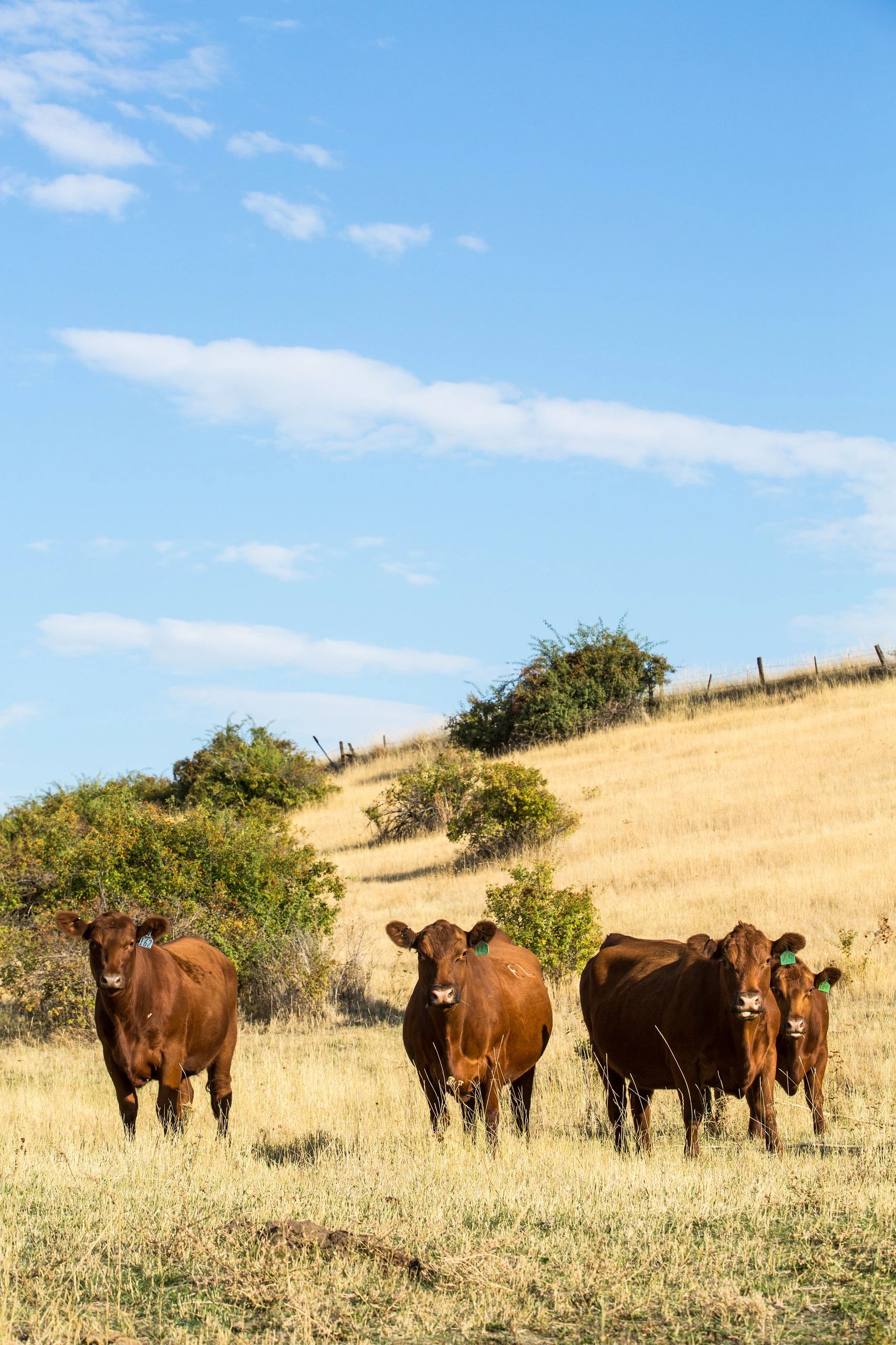 Lautenschlager & Sons Red Angus - Cattle, Ranching, Red Angus