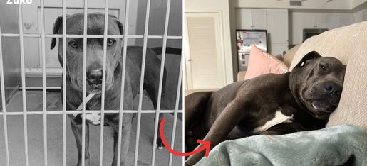 Home [thelittlereddog.org]