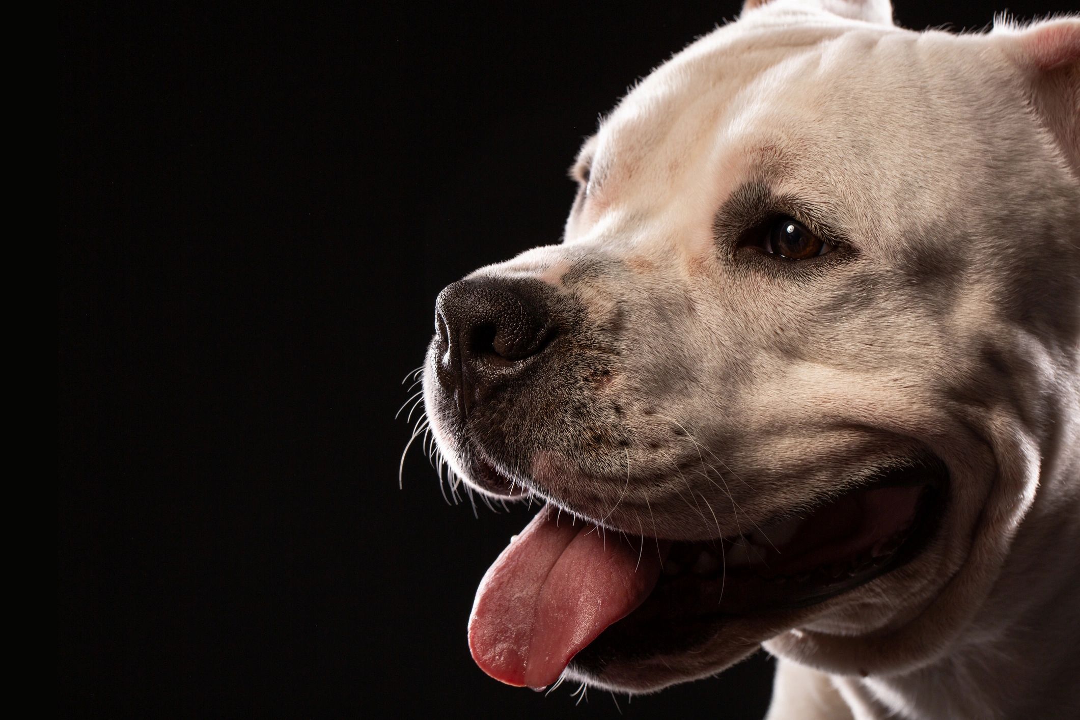 Dogs to Adopt