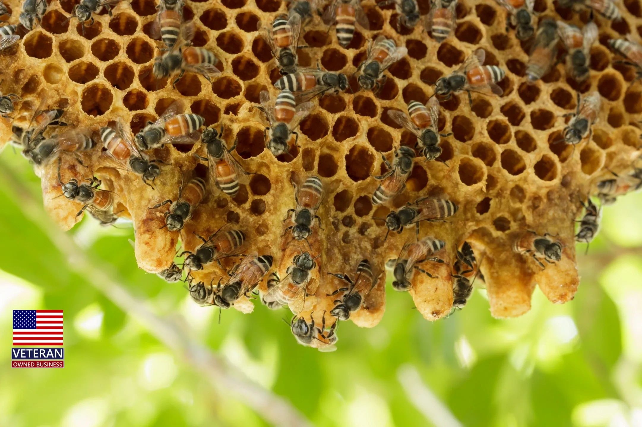 Find Local Honey Near Me at YC Beesness Store