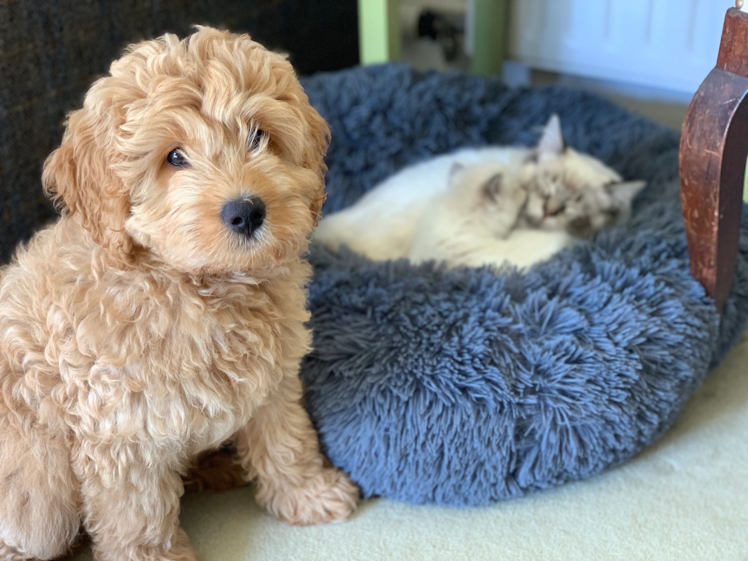 Doodles and Dolls - Hobby Breeder, Labradoodle, Ragdoll