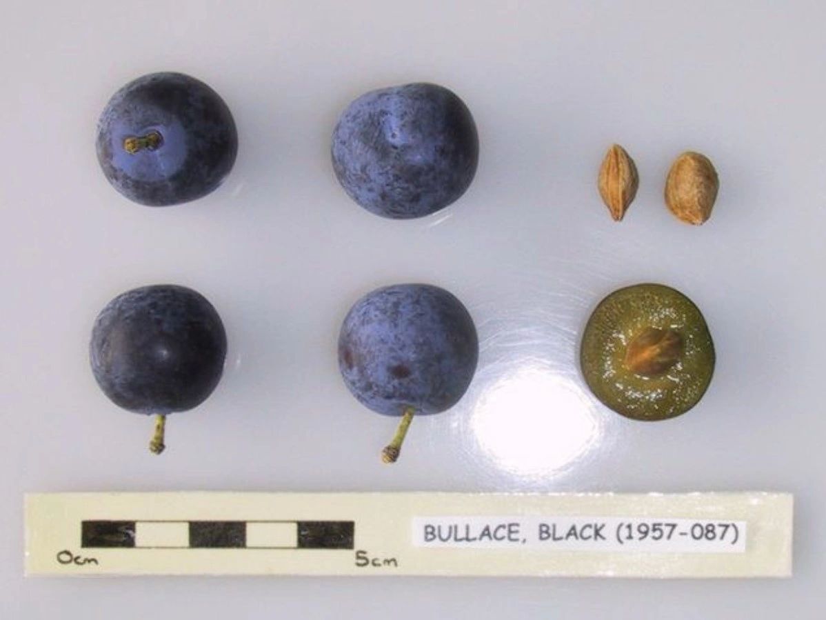 BULLACE PLUM TREE (PICK UP ONLY)