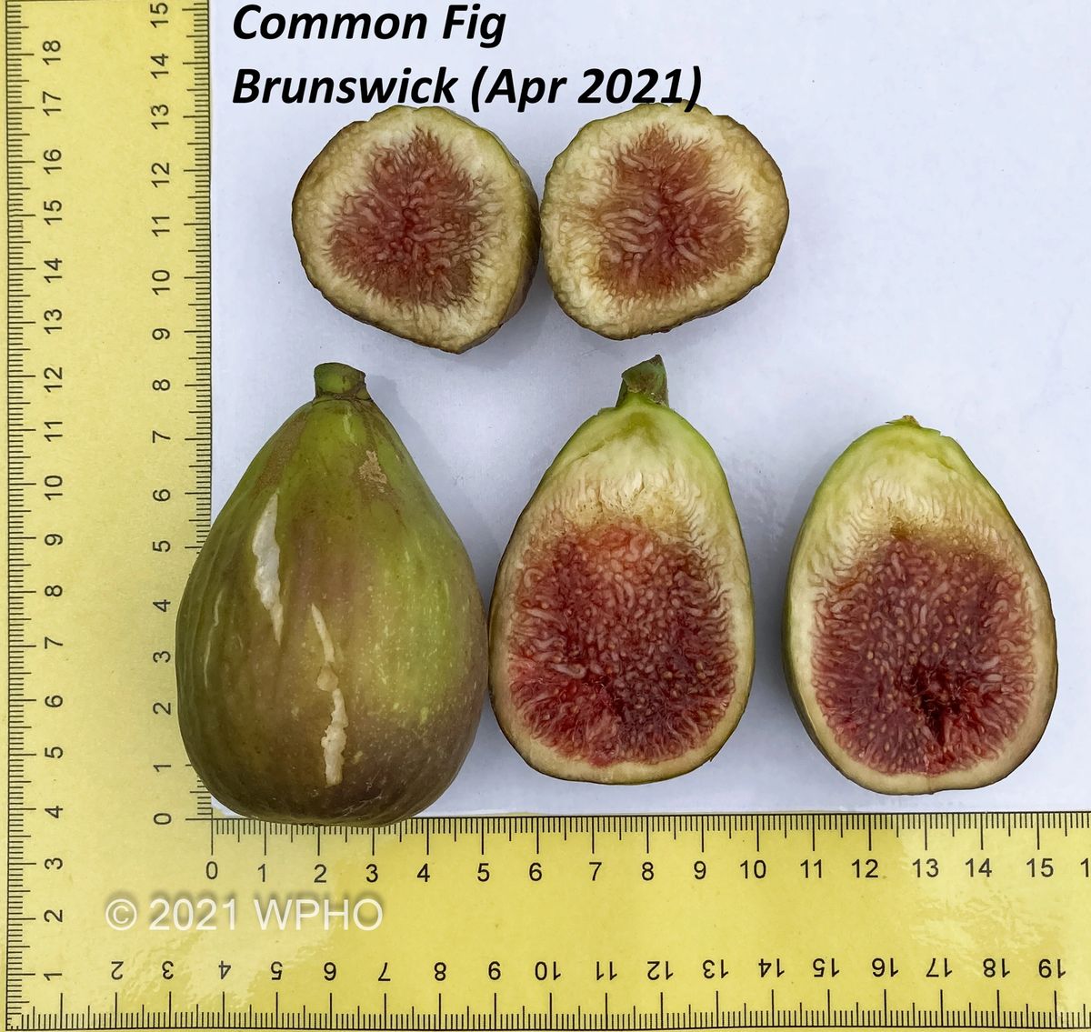 BRUNSWICK FIG (PICK UP ONLY)