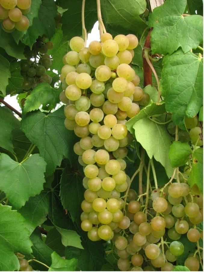 CANADA MUSCAT