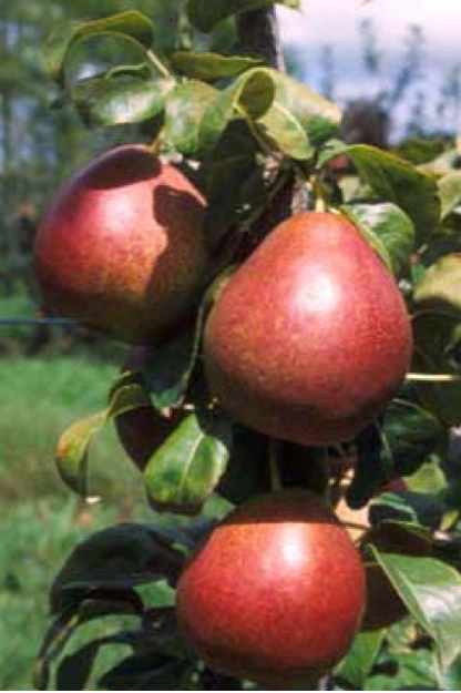 CORELLA PEAR (SCION)