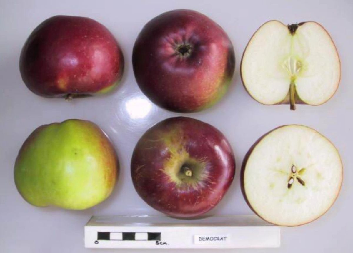 DEMOCRAT APPLE (SCION)