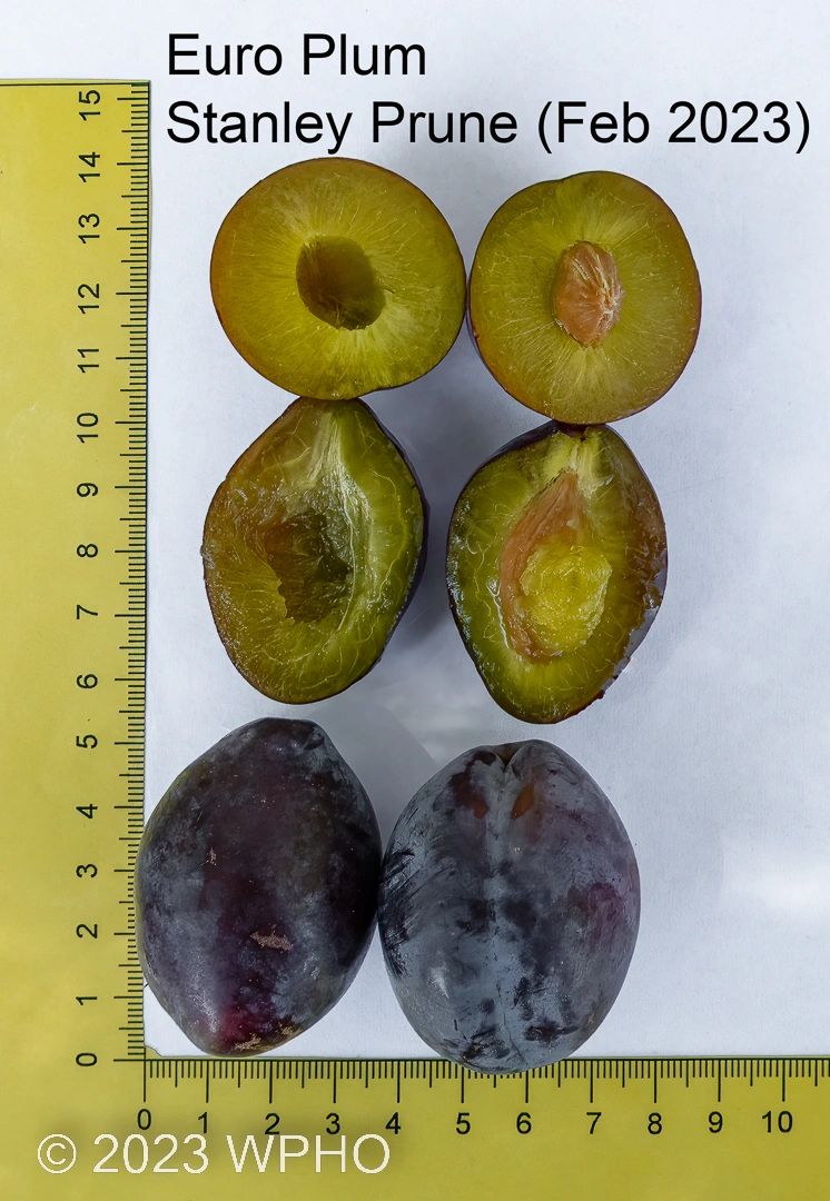 STANLEY PRUNE (BUDWOOD)