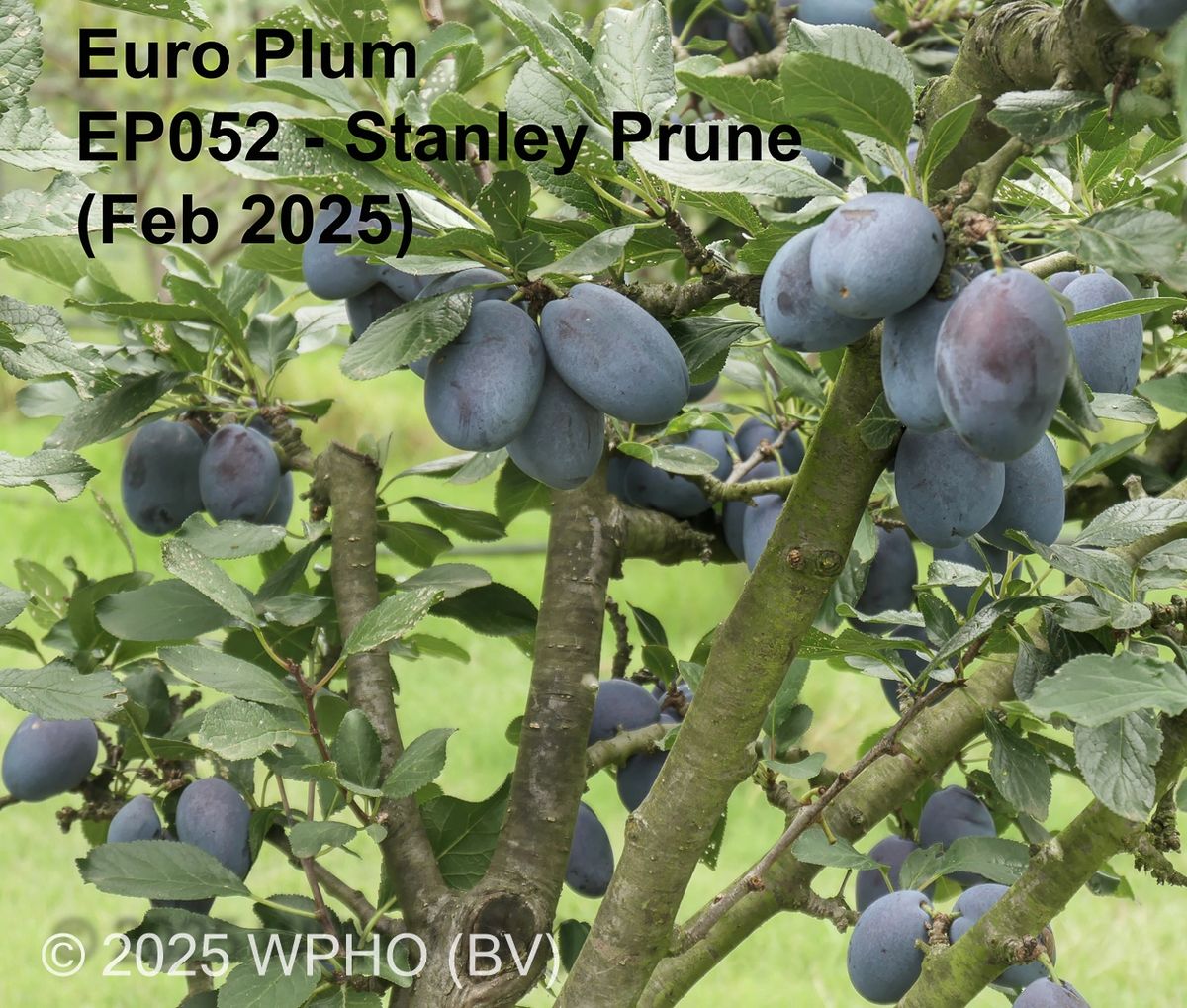 STANLEY PRUNE TREE (PICK UP ONLY)