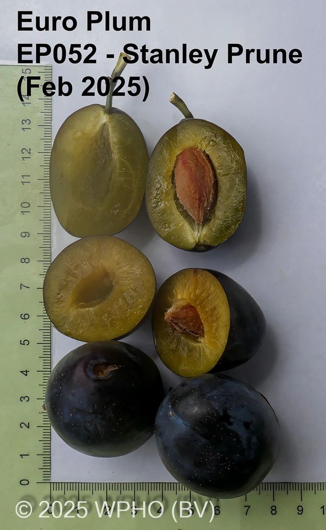 STANLEY PRUNE (Scion)
