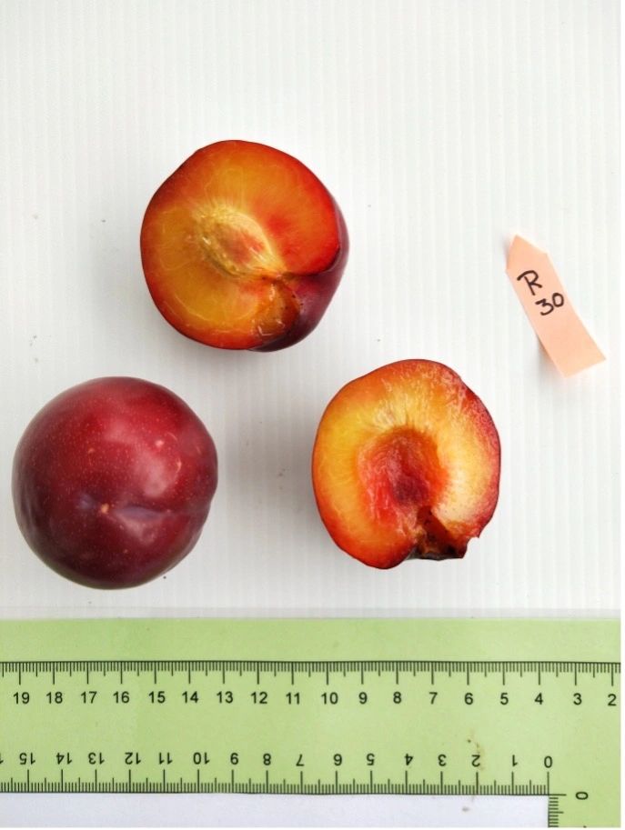 FORTUNE JAPANESE PLUM TREE (PICK-UP ONLY)