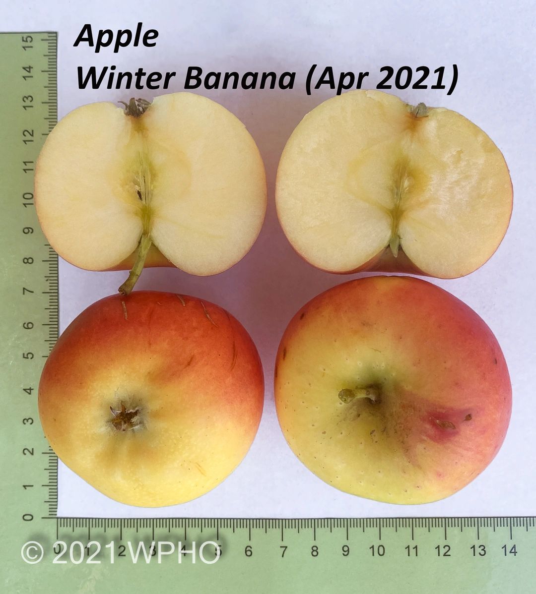 WINTER BANANA APPLE (SCION)