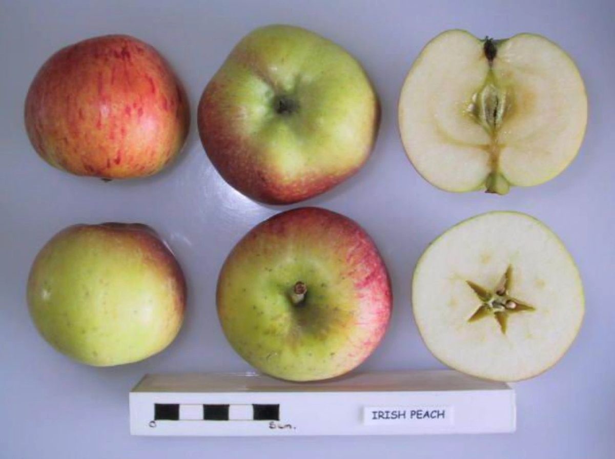 IRISH PEACH APPLE (SCION)