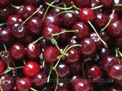 KENTISH CHERRY (SCION)